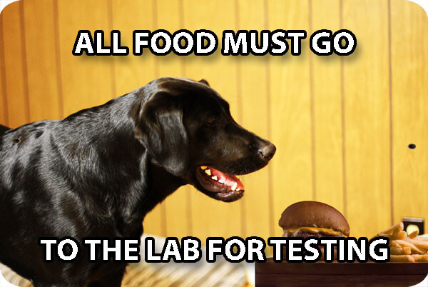 Funny Dog Meme Tin Metal Sign 12x8 Food Must Go Lab Testing Labrador ...