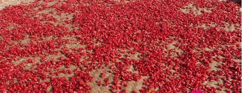 500g Dried Fructus Corni Cornus Officinalis Cornelian Cherry Dogwood ...