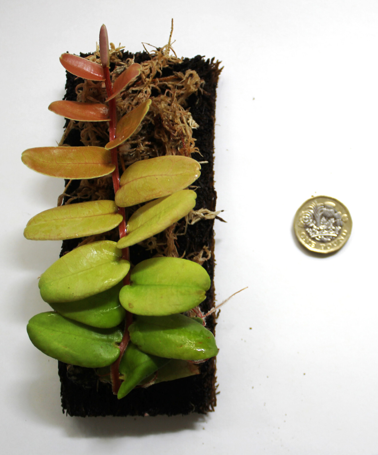 Mounted Marcgravia Species Choose - Rare Shingle Terrarium Vivarium ...