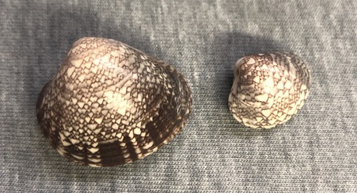 Lioconcha ornata (Ornate Pitar Venus) 17mm & 28.4mm !!! | eBay