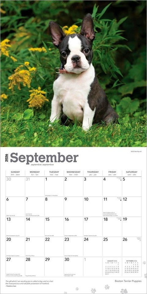 Boston Terrier Puppies 2026 12x24" (Hanging) Square Wall Calendar ...