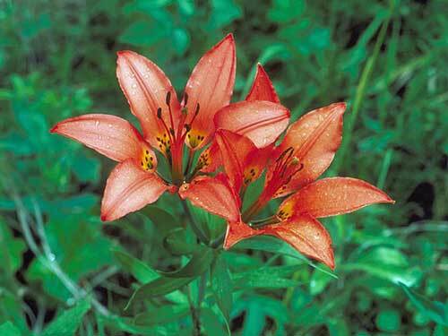 Western Red Lily