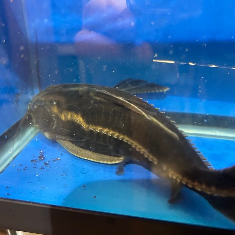 Giant raphael catfish | eBay