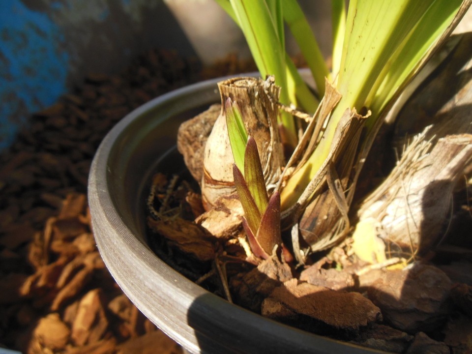 GORGEOUS DARK BROWN Outdoor Cymbidium Orchid - Multiple Bulbs ...