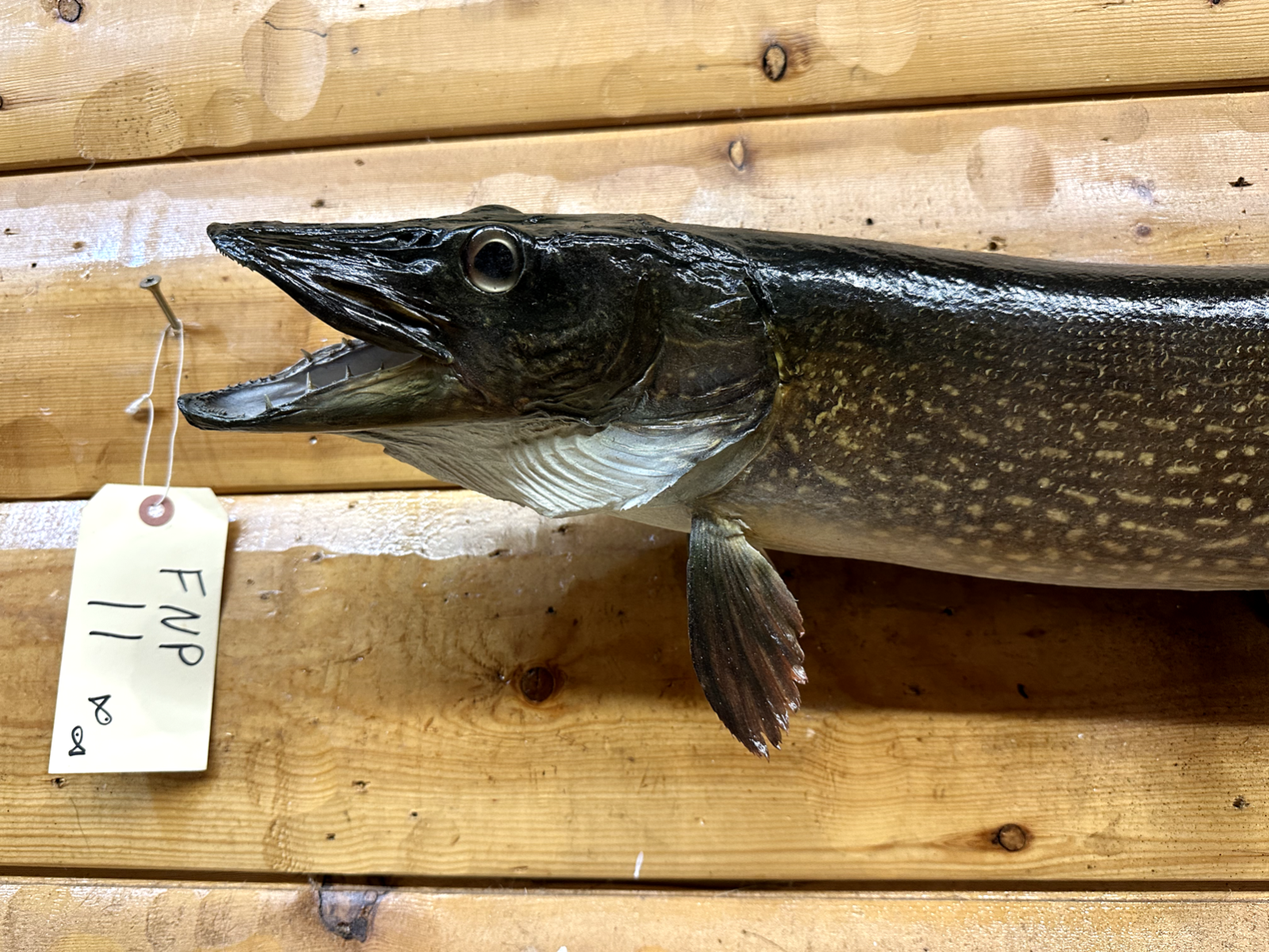 Real Skin Mount Northern Pike Musky Walleye Bass Perch Fish Taxidermy ...