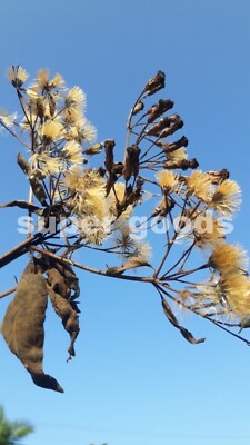 100PCS Seeds Mexican Dream Herb Calea Zacatechichi Lucid Dream Herbal ...