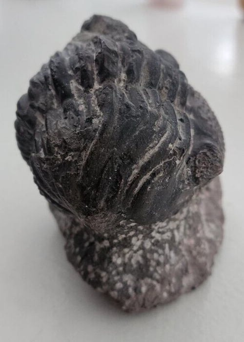 GENUINE RARE "PHACOPS"-RANA TRILOBITE Fossil, found in MOROCCO "FROG ...