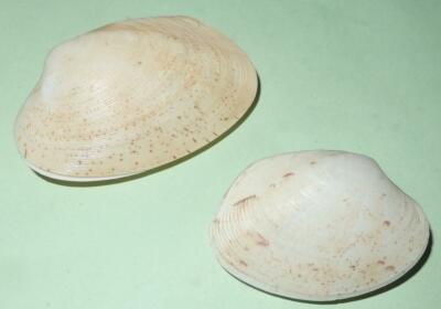 Philippines Sea Shells - Tapes literatus - Set of 2 - F++ - #231 | eBay Australia