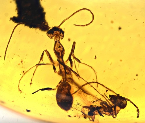 Two Extinct Sphecomyrma Ants, Fossil inclusion in Burmese Amber | eBay