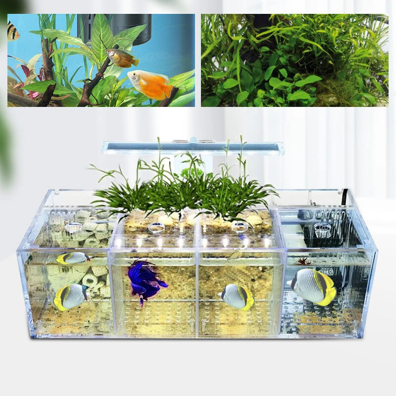 Fighter Fish Breeding Tank