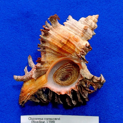 Chicoreus cornucervi 86mm Murex Shell Sea shells | eBay