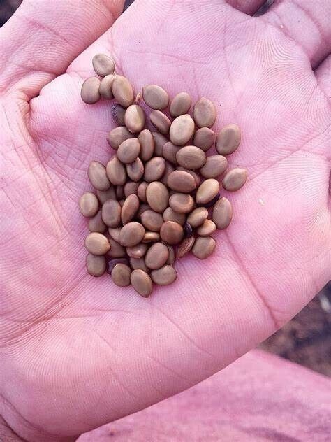 SHAMI TREE/BANNI TREE/VANNI MARAM/PROSOPIS CINERARIA TREE SEEDS - PACK ...