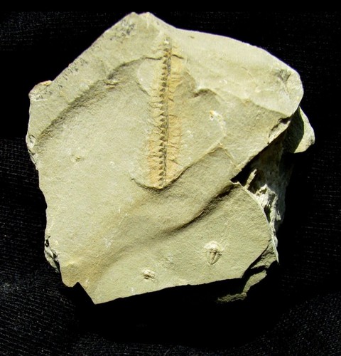 EXTINCTIONS- UNIQUE, RARE DOUBLE PARABOLINA TRILOBITE AND GRAPTOLITE ...