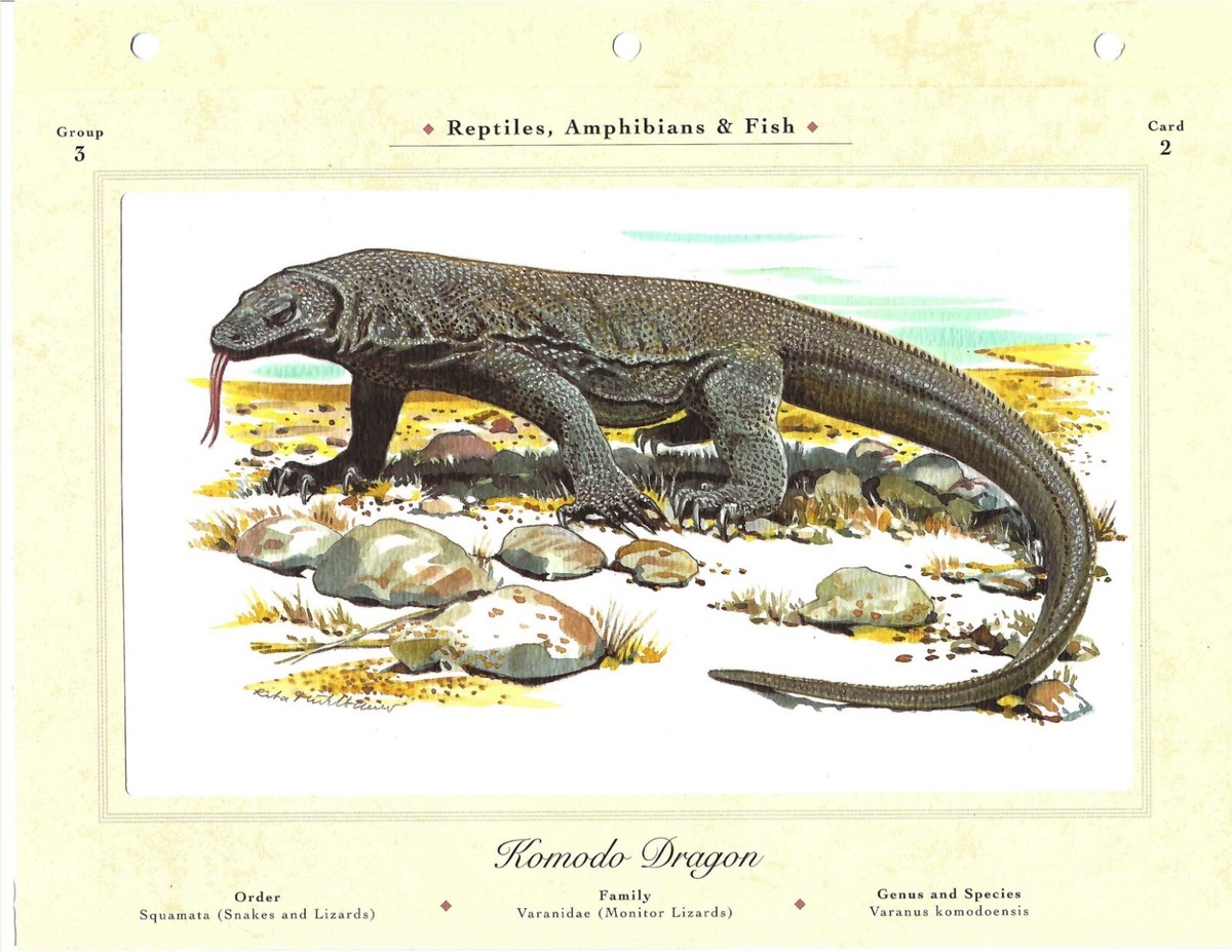 Komodo Dragon Drawing Komodo Dragon By RumDuncan On DeviantArt