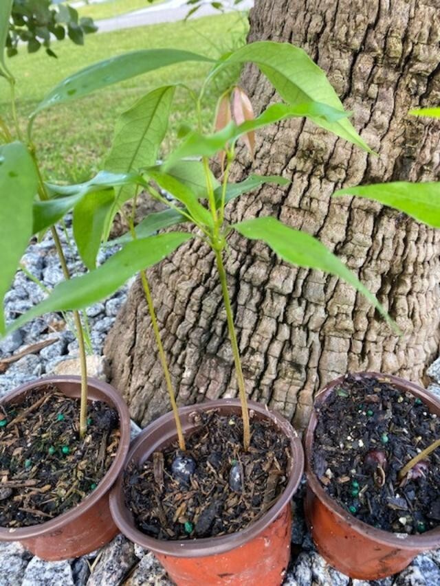 MAURITIUS LYCHEE SEEDLINGS NOT GRAFTED 6 TO 8 INCHES TALL.(LITCHI ...