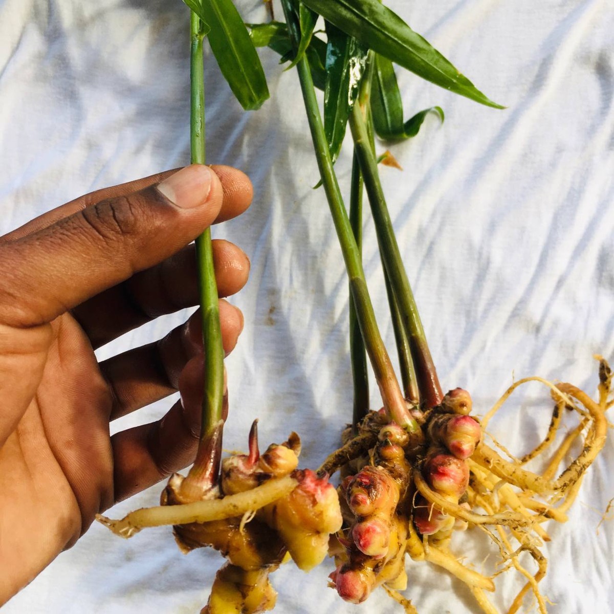 Edible Ginger Plant