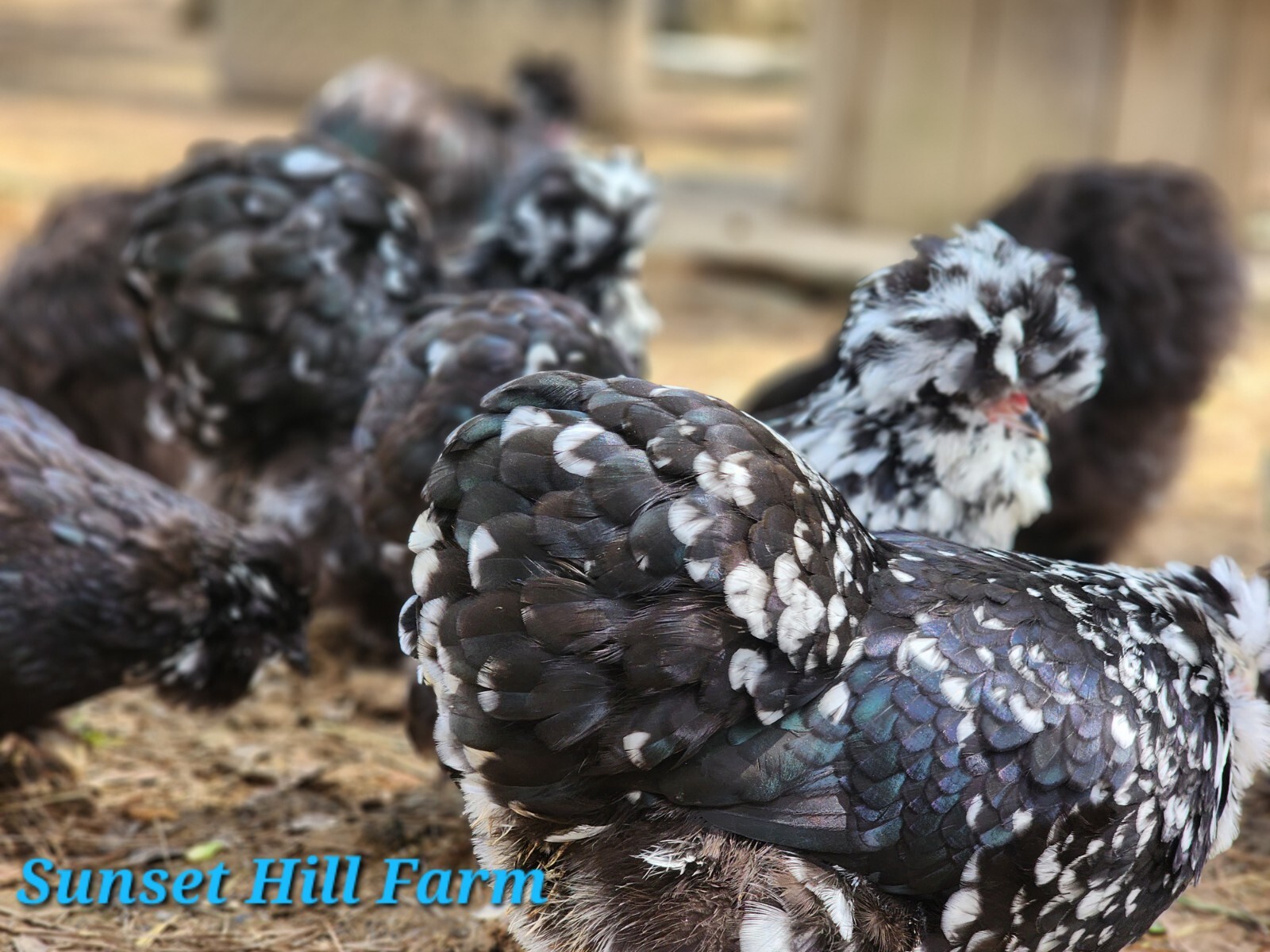 Silkie Hatching Eggs Mottled 6, Satin, Showgirl, Frizzle NPIP & AI ...