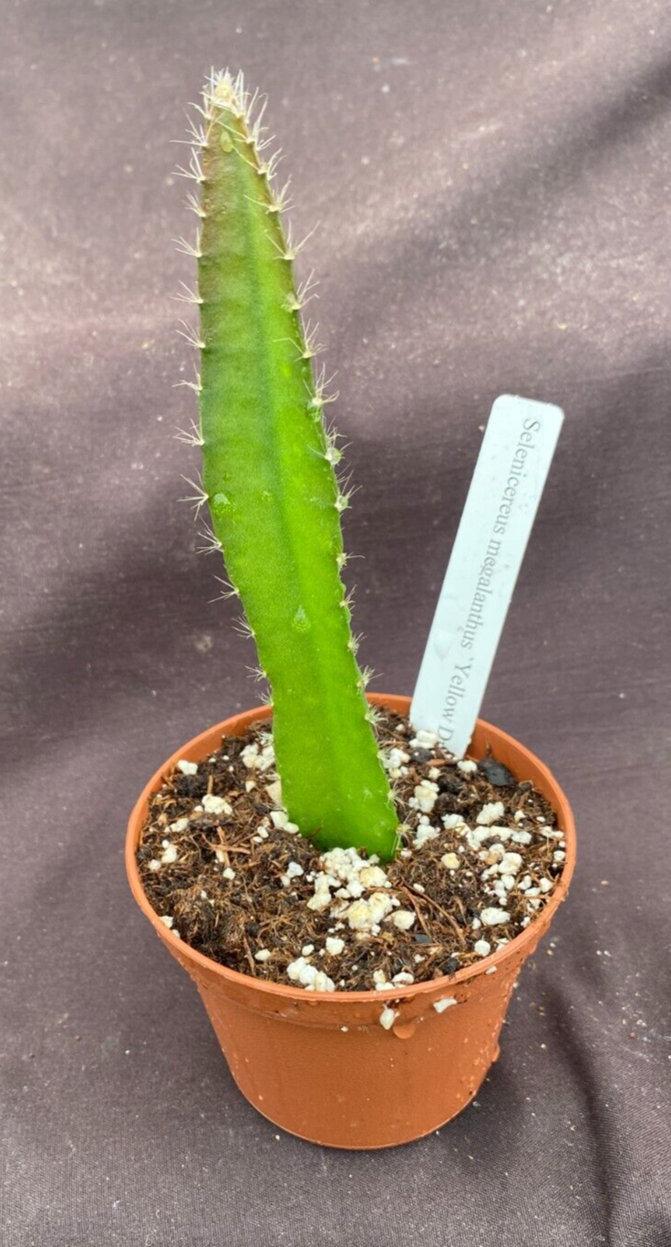 Hylocereus Edgar's Baby, Dragon Fruit, Rooted Plant Shipped in 3" Pot ...