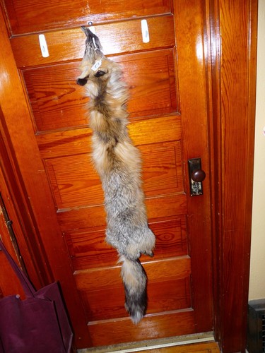 BEAUTIFUL tanned WILD CROSS FOX fur pelt skin taxidermy C2 mancave log ...