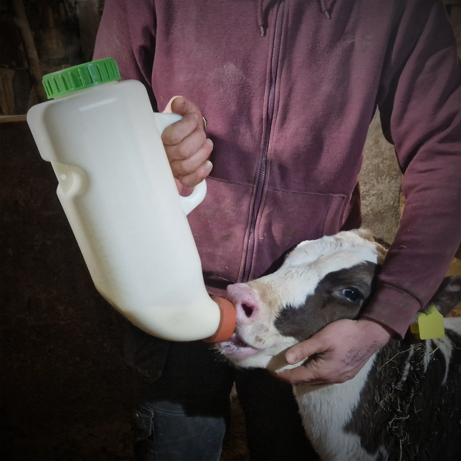 Bottle Feeding Calves Calves & Coos: Behind The Scenes And