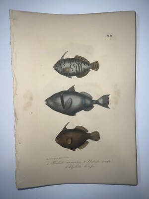 Fish Plate 36 Lacepede 1832 Hand Colored Natural History Trigger | eBay