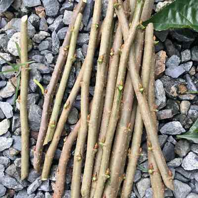 10x Weeping Mulberry Stem Cuttings Freshly cut Grafting Propogating ...