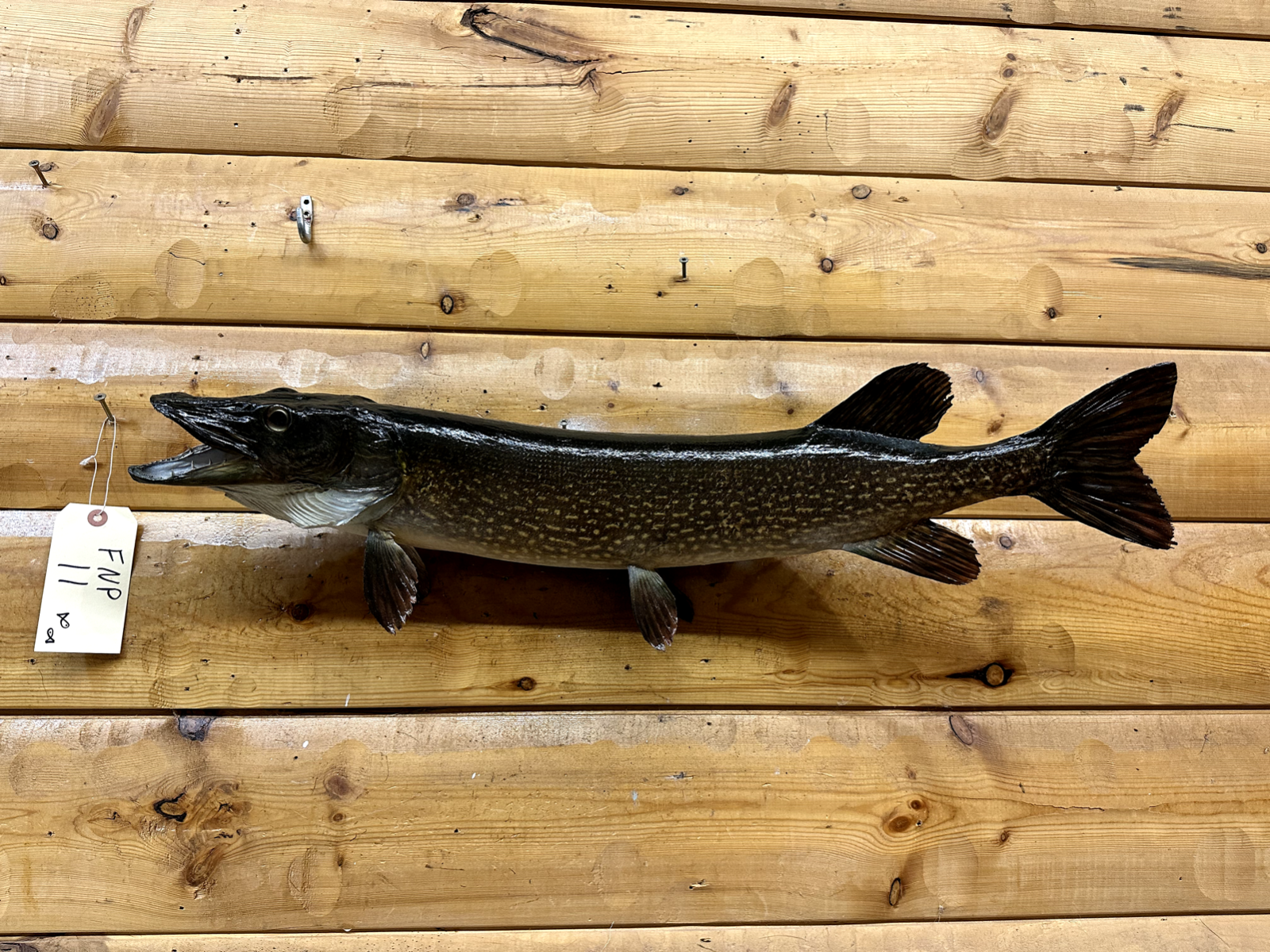Real Skin Mount Northern Pike Musky Walleye Bass Perch Fish Taxidermy ...