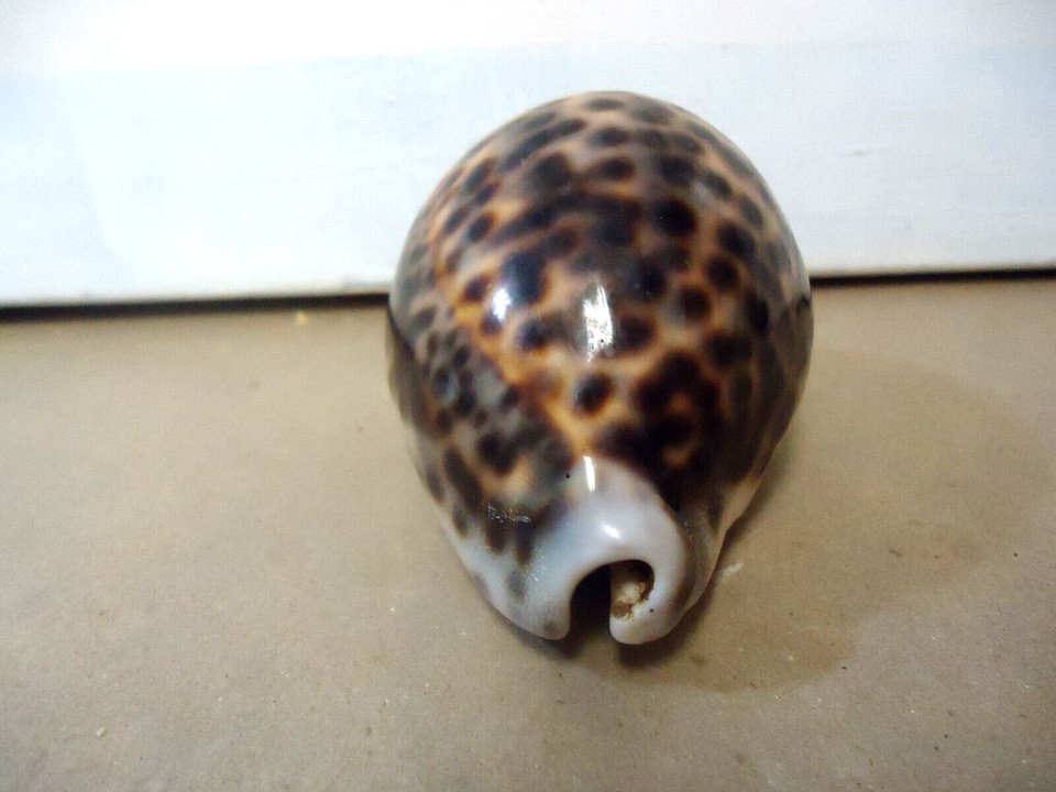 4 inch long leopard pattern Tigo Cowrie Cypraea Tigris seashell | eBay