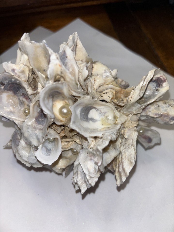 Oyster and Barnacle Shell Cluster Sculpture RARE - Unique Beach Decor w ...