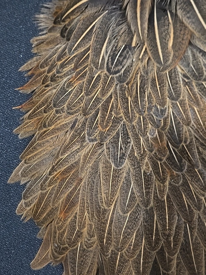 Brown Partridge Hen Back Saddle Fly Tying Wet Soft Hackle Craft ...