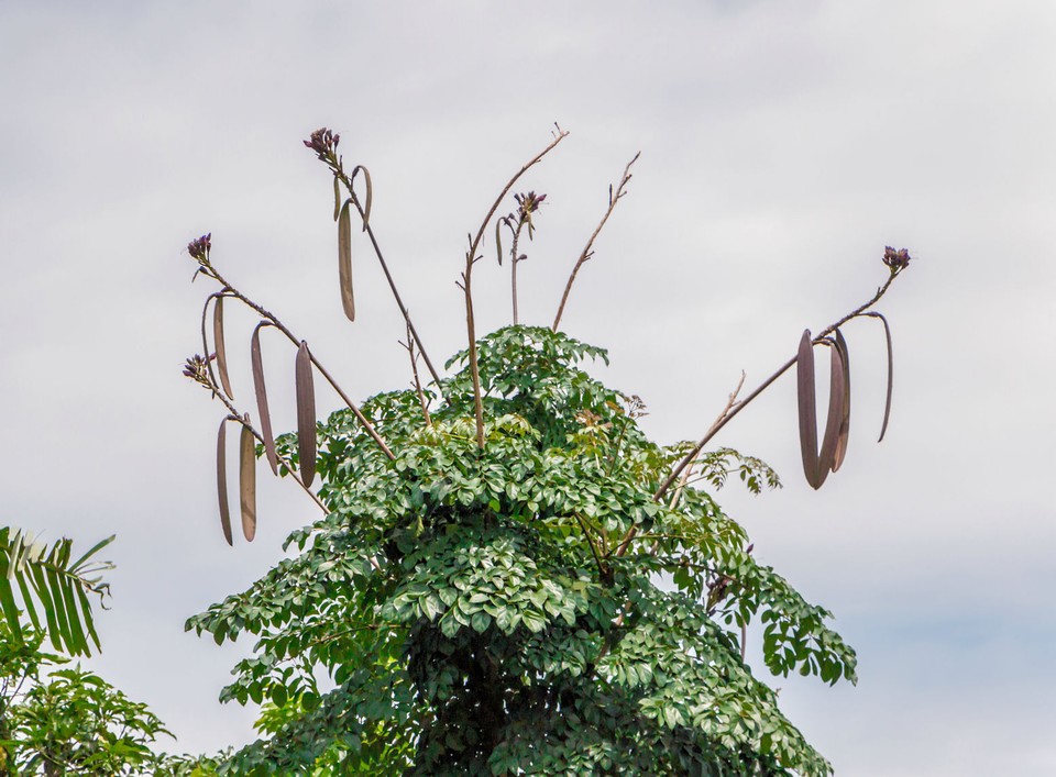 Oroxylum indicum Indian Trumpet Flower Tree Seeds Rare Tropical plant ...