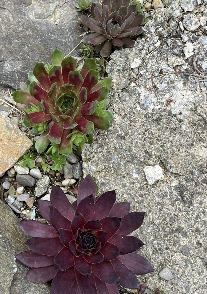 15 Hen and Chick Chickens Succulent Plants - Sempervivum - Unrooted | eBay