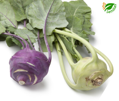 Colirabano Mezcla ( 2 gr / 500 semillas ) seeds - colinabo - kohlrabi ...