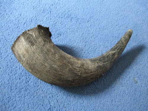 Male Buffalo Bison Horn REAL Animal Mount log Cabin Decor Art Craft ...
