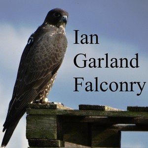 Ian Garland Falconry | eBay Stores
