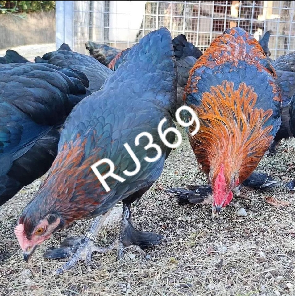 ☆French Black Copper Maran Fertile Hatching Eggs Colorful Unique ...