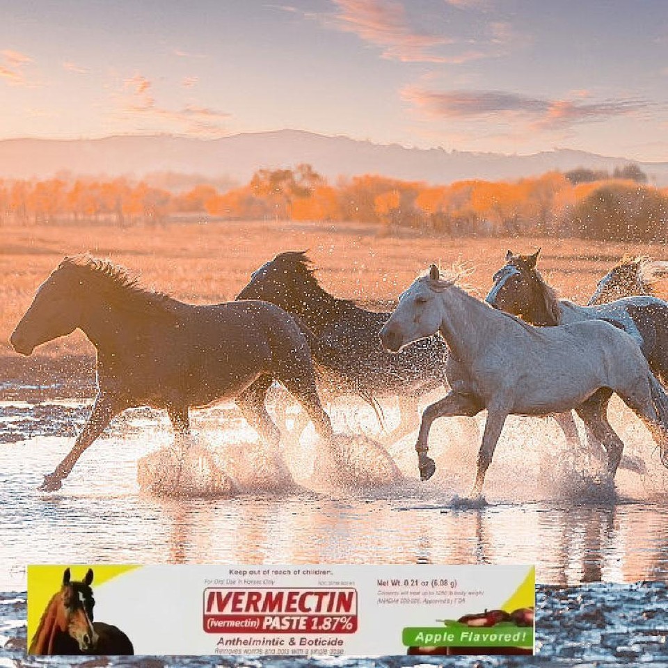 5X Paste Horse Dewormer - Apple Flavor Exp 2/2028 Anthelmintic ...