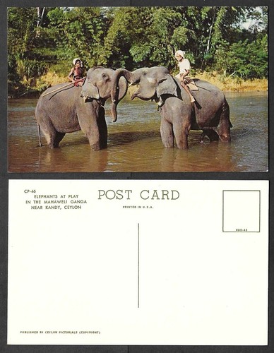 Old Ceylon Postcard - Elephants in the Mahaweli Ganga near Kandy | eBay