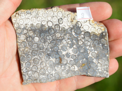 #9, STUNNING, rare polished fossil coral slice , 20 million years old ...