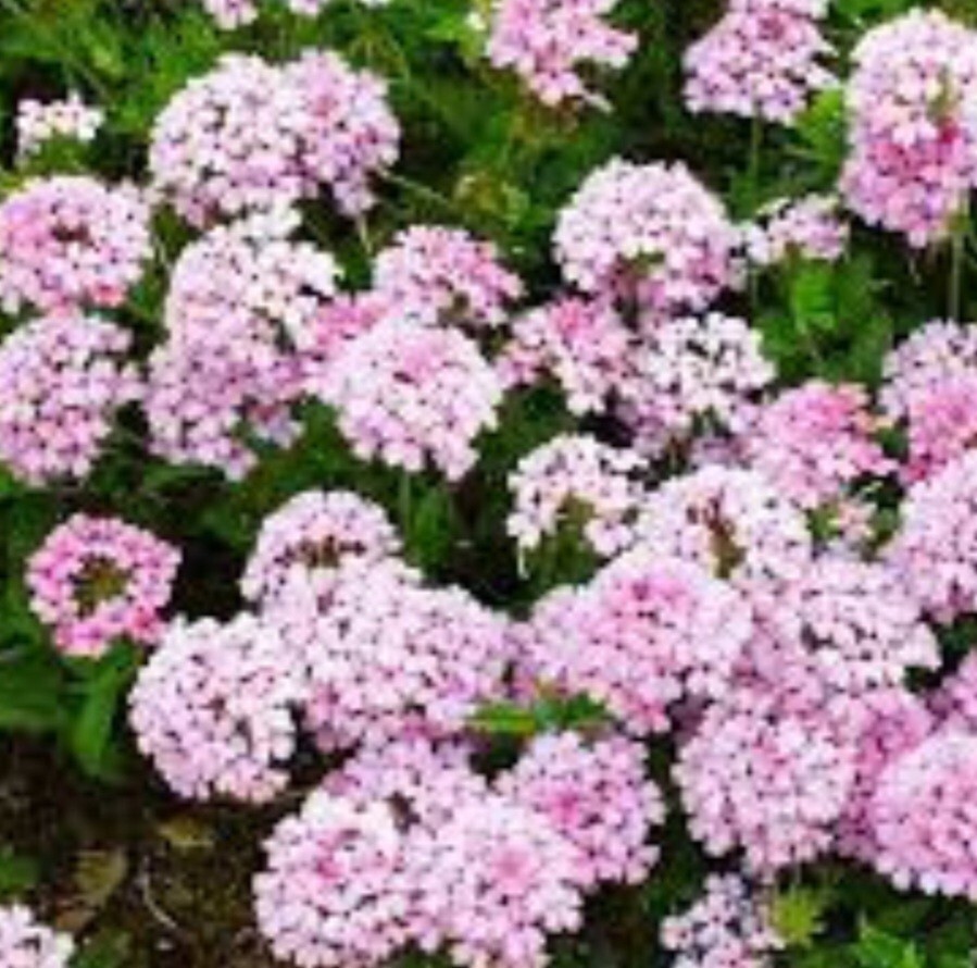 Verbena Margaret’s memory plug plants flowers perennial garden patio ...