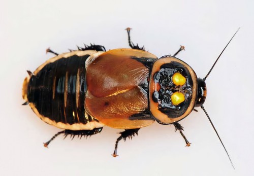 Glowspot Roaches 6ct Nymphs Headlight Roach Live Feeder Insects | eBay