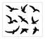 Flying Birds 2 Stencil 9 Designs Eagle Hawk Gull 8" x 10" Reusable ...