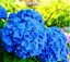 25pc HYDRANGEA SEEDS Garden Plant Flower rare exotic USA seller FREE ...