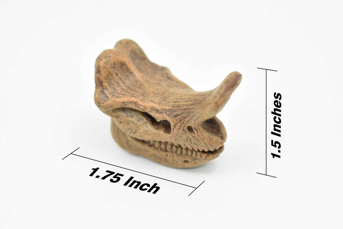 Embolotherium Skull