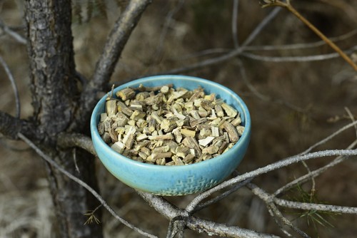 Ubhubhubhu | Helinus Integrifolius | Ubulawu Family | Xhosa Dream Wood ...