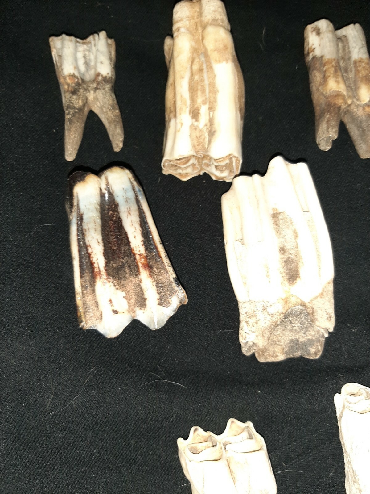 FOSSIL BISON TEETH SET. SOME VERY RARE .SOME OVER 3"LONG | eBay