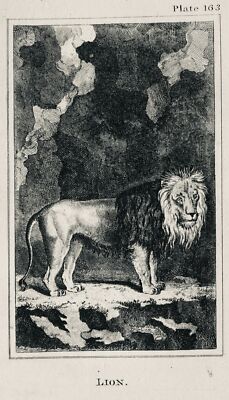 c1812 Antique Quadruped Print THE LION - CAT by the Count de Buffon | eBay