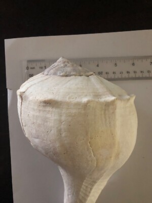 Shankh left handed conch sea shell | eBay