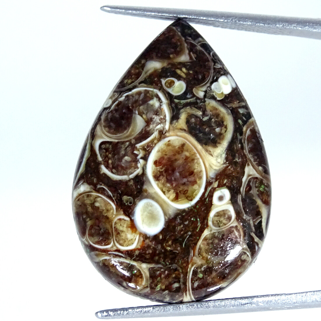 20.70Cts Natural Turritella Agate Fossilized Loose Gemstone Pear ...