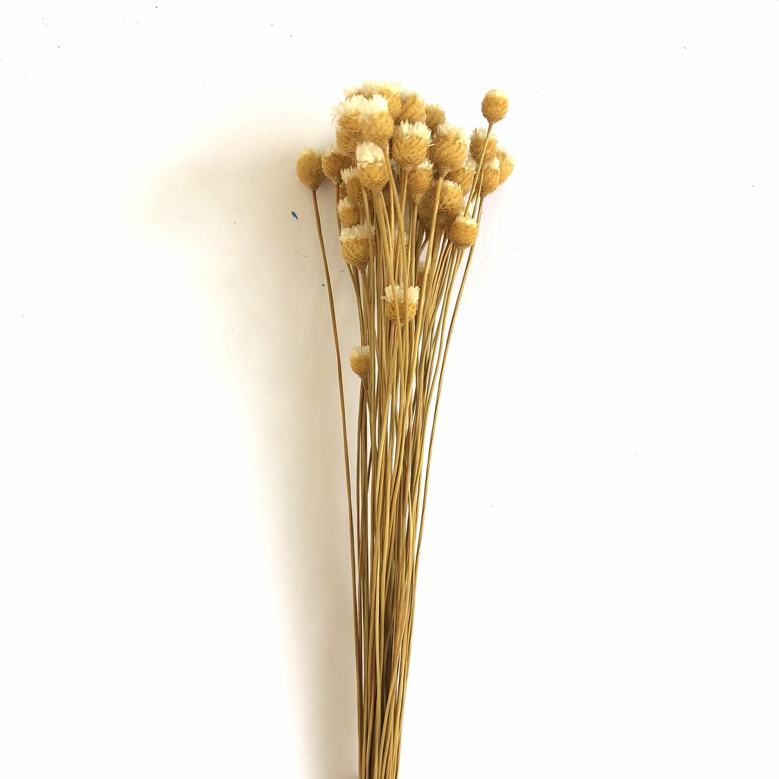 Natural Dry Mini Happy Flower Stems - White | eBay